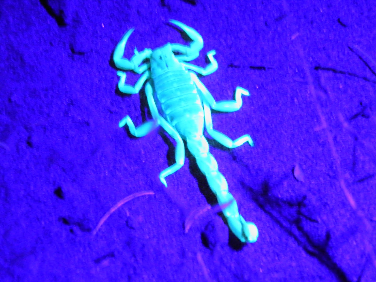 TIES Argentina: Lavalle Desert Biology