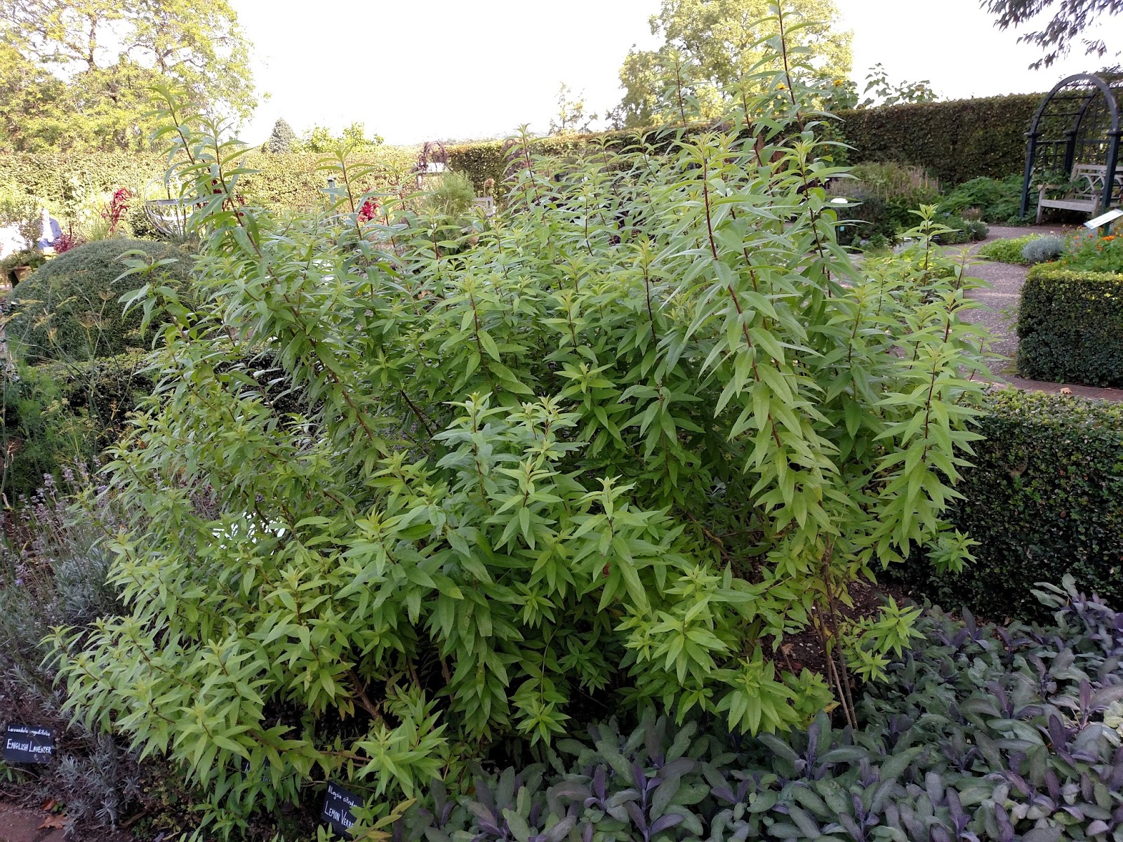Lemon Verbena Lady's Herb Garden: My 2015 England Adventure at RHS ...