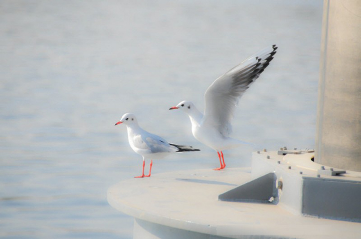 iki çift martı - Resimyurdu