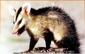 Revista Camocim: CASSACO COM A CARA DE PAU