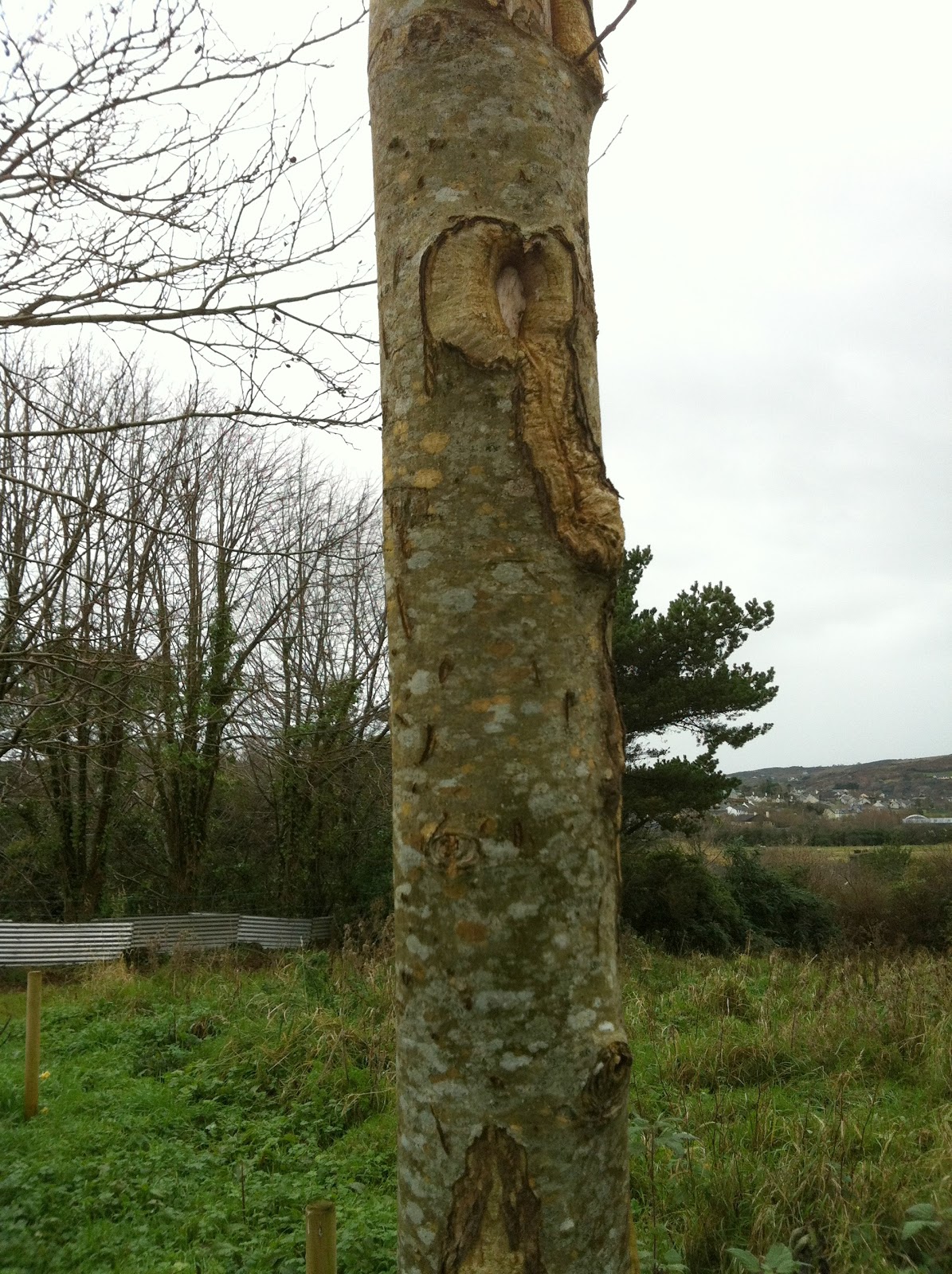 Horticulture - Plant identification, Care and Maintenance: Pruning a tree