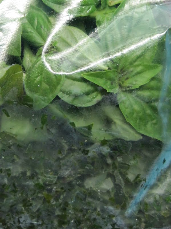 Mr. Micawber's Recipe for Happiness: Freezing Basil