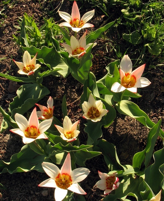 Solbacken: Tulipa