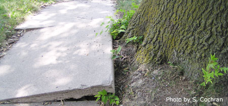 Pacific Interlock Pavingstones: Permeable Pavers prevent tree root upheaval