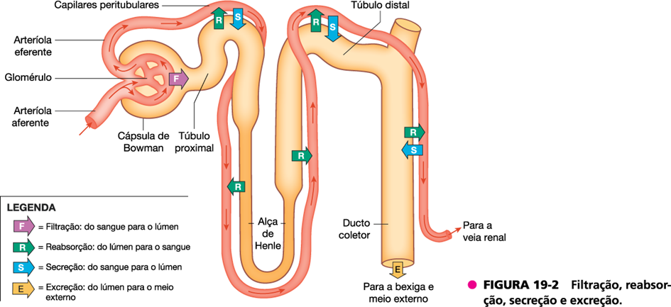 Fisiologia do exercício : Fisiologia Renal