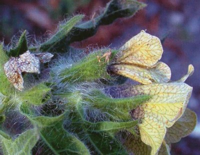 Toksično ljekovito bilje – Bunika – Biljna Ljekarna