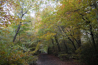 Walking in the country: Burnham Beeches and Littleworth Common