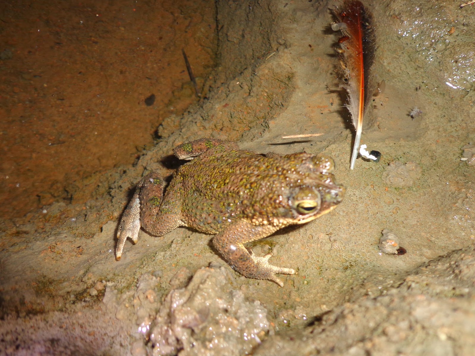 Sítio Dona Lô: FAUNA: GIRINOS - PARTE 1