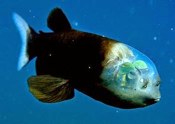 Unique Underwater Creatures: Barreleye Fish