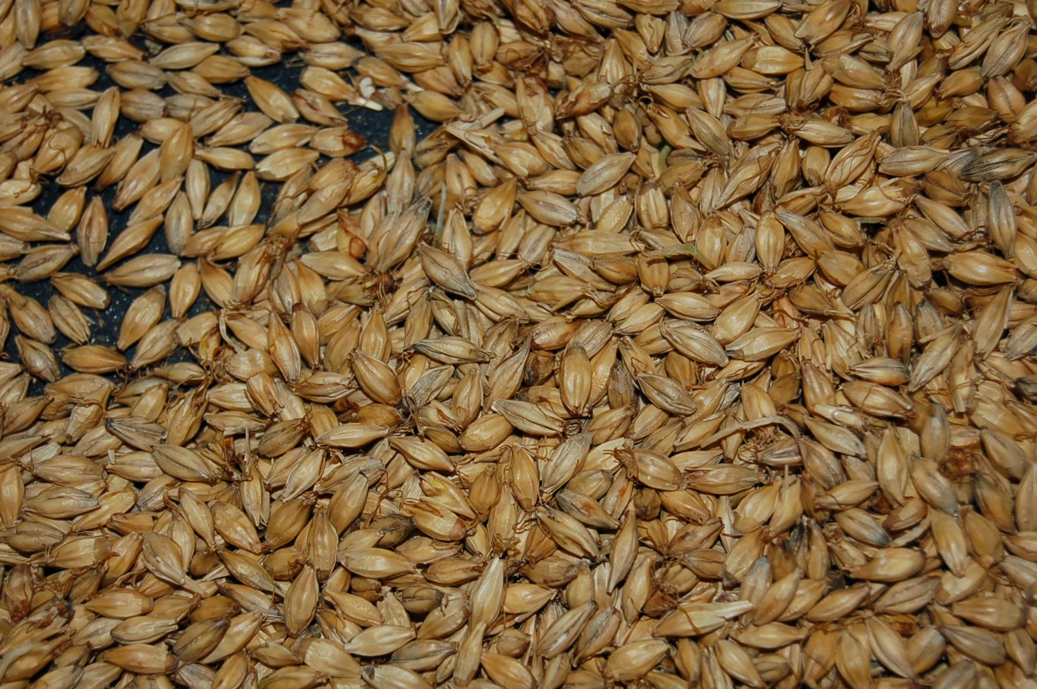 LA MALTA | BIRRUS MAGNIFICUS