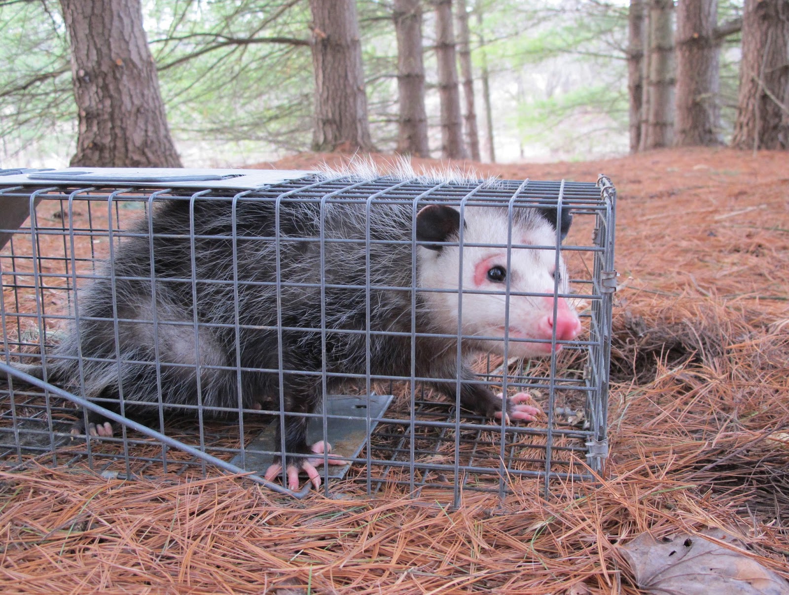 Blue Jay Barrens: Opossum