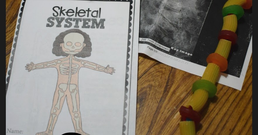 4 Skeletal System Projects for Kids