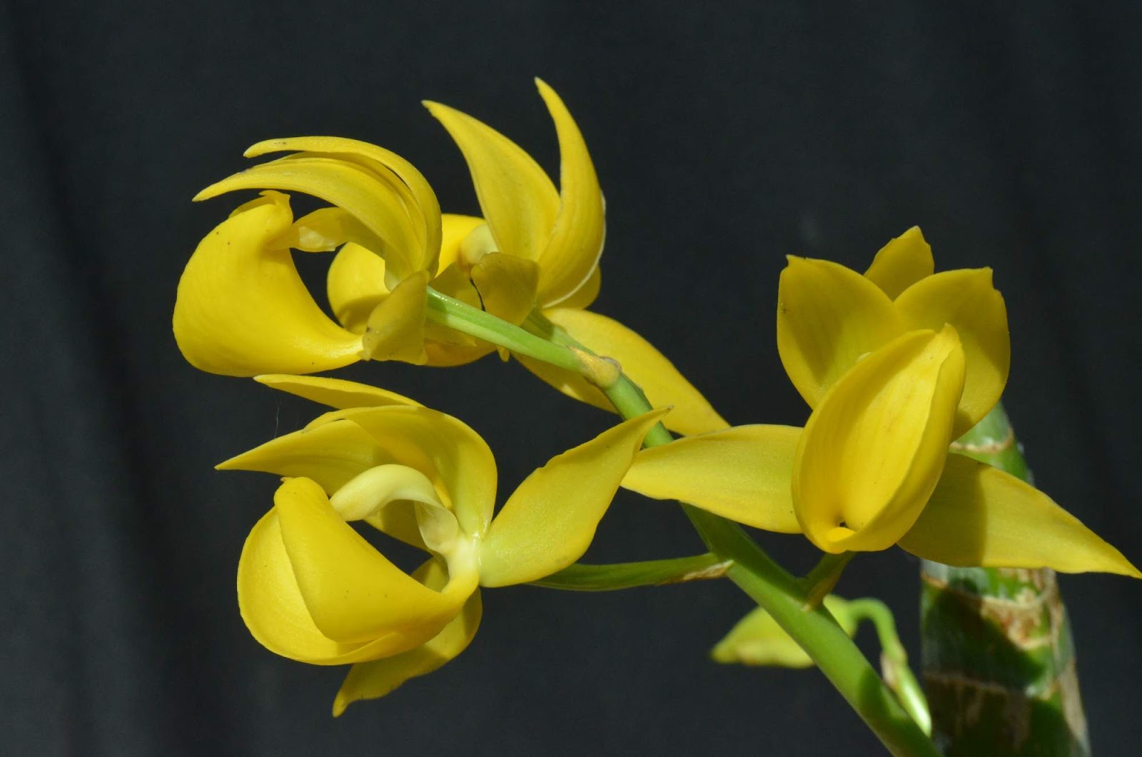 Mormodes rolfeana care and culture | Travaldo's blog