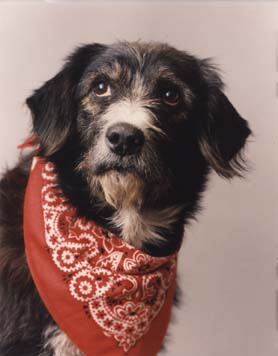 To Dog With Love: Fred: The Town Dog, a Documentary in the Making