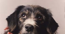 To Dog With Love: Fred: The Town Dog, a Documentary in the Making