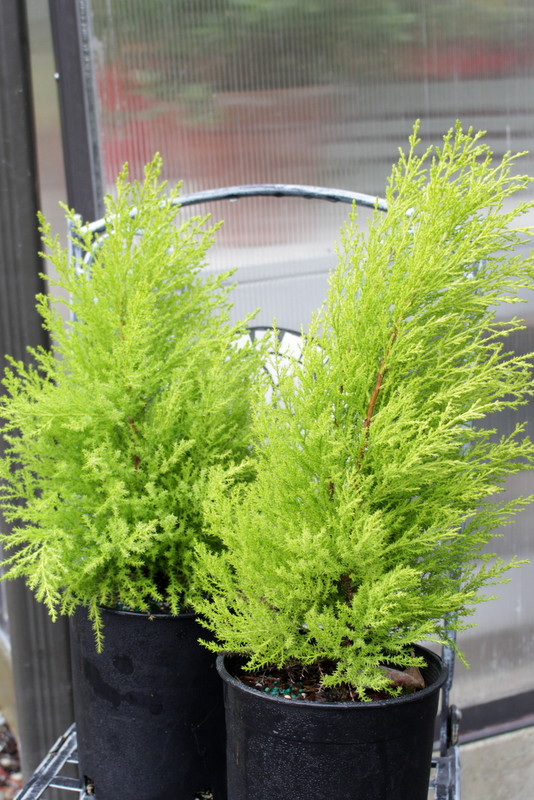 Living The Potager Life: Make a Grinchy Whoville Tree