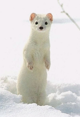 Ultima Thule: The arctic ermine - the dearest arctic creature!