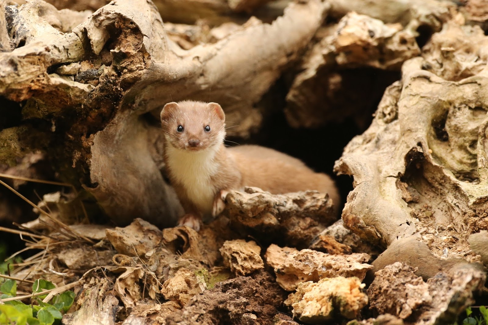 A Day In the Life of a Wildlife Artist: Weasels in my Garden: The Story ...