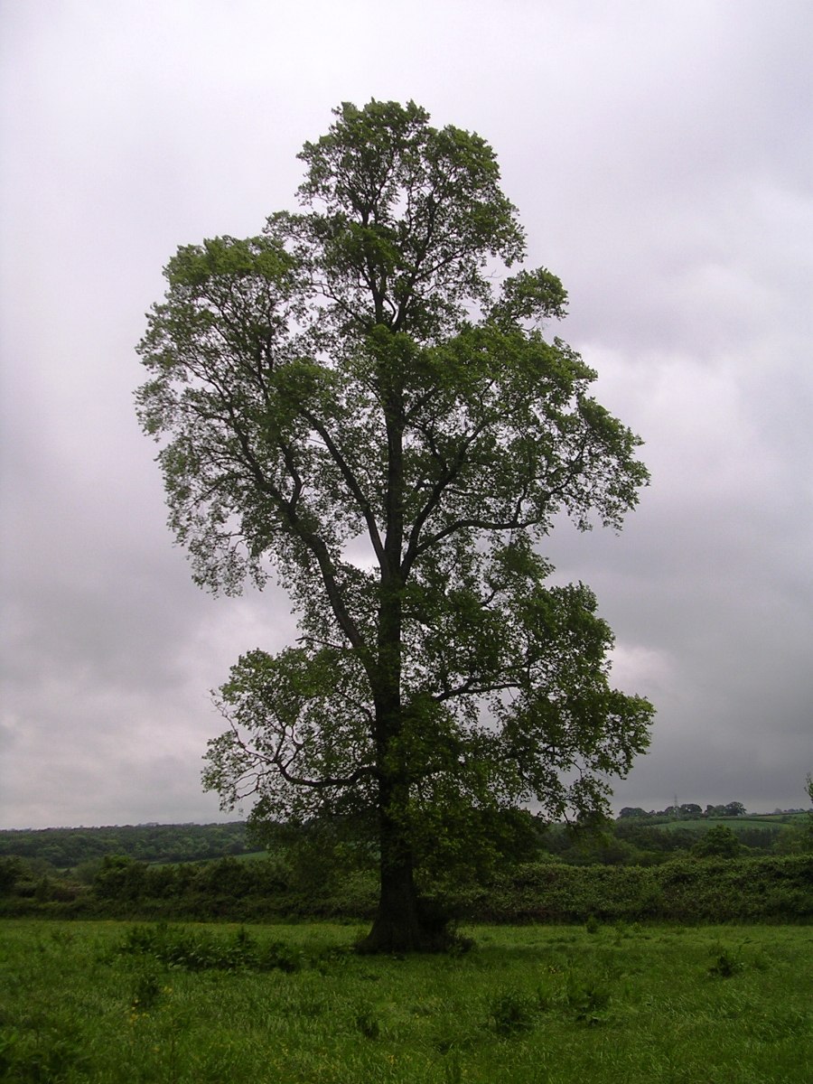 ARTE Y JARDINERÍA : OLMO COMÚN. Ulmus minor. Especie autóctona europea ...