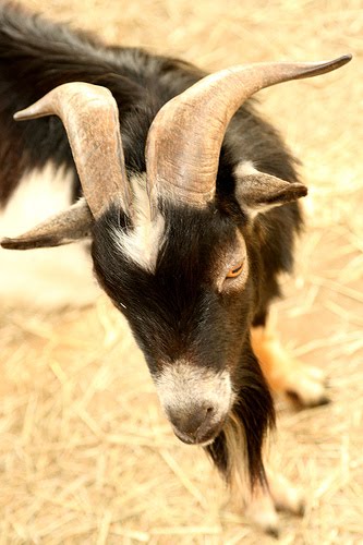 O Que Os Homens Pensam: DIA DE CORNOS