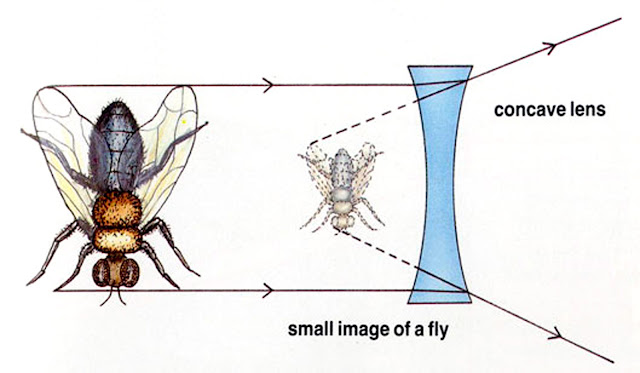 What are Convex and Concave lenses?