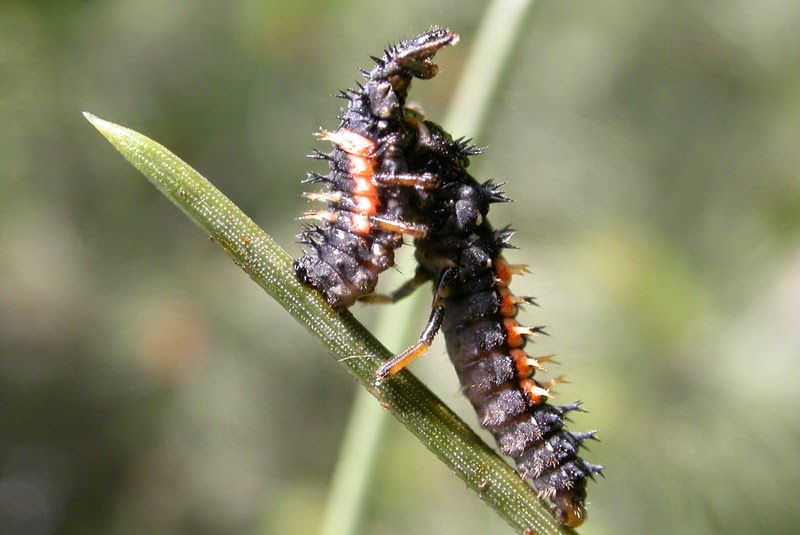 Palaeos, la historia de la Vida en la Tierra: Dino caníbales