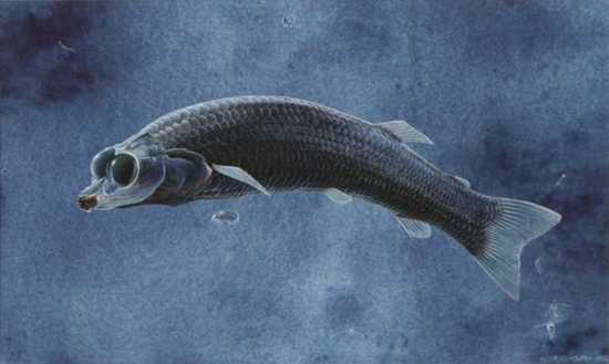 10 Animals With Incredible Eyes | Amazing Creatures