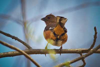 Feather Tailed Stories: Eastern Towhee