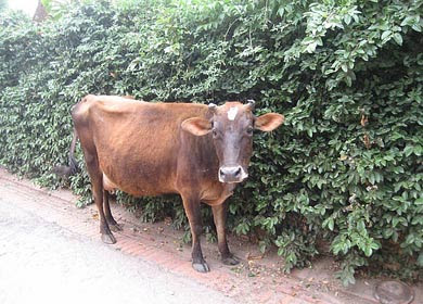 List of National Symbols of Nepal | Nepal