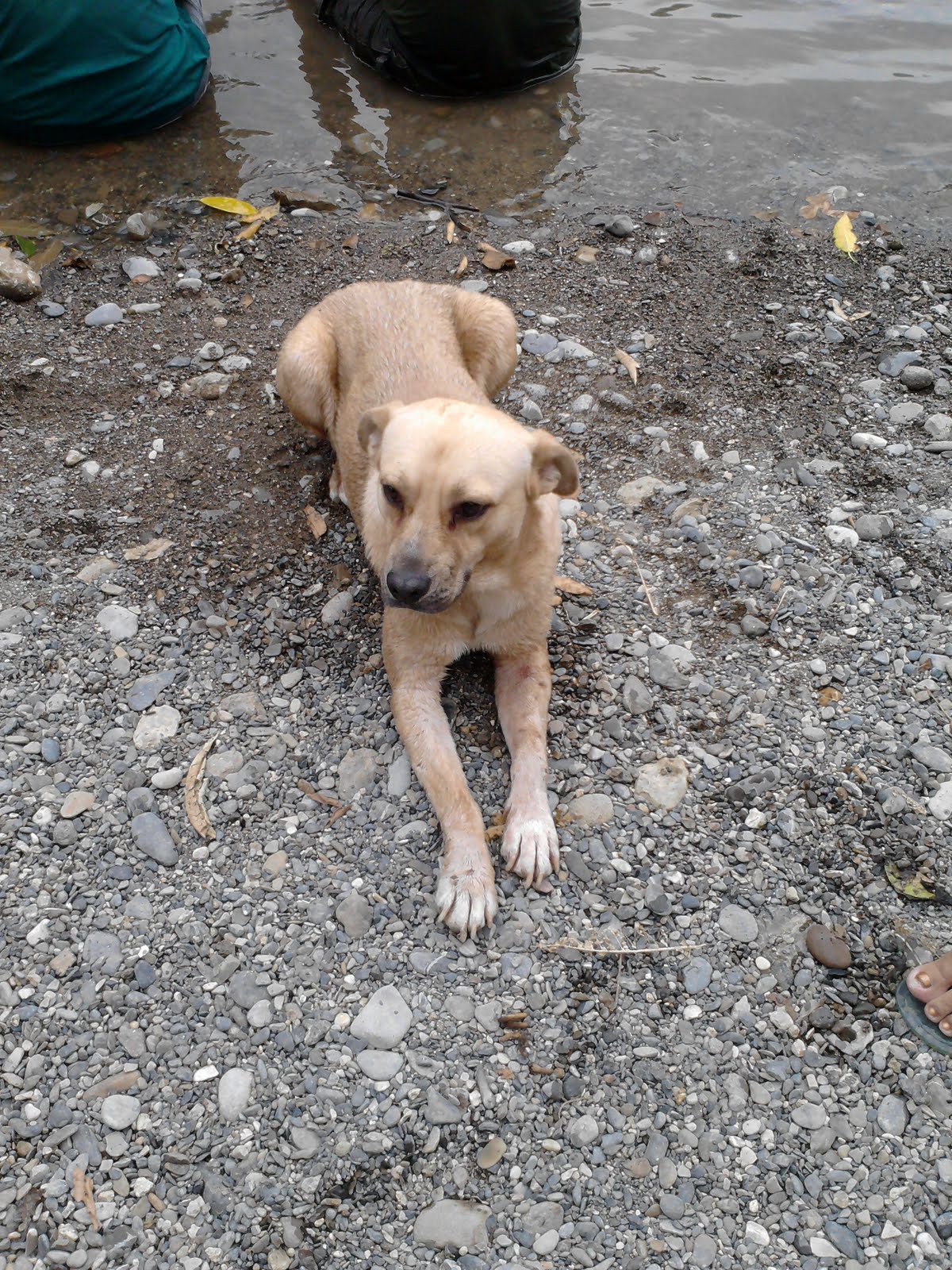 Taztaraztaztaz: SOY UN PERRO AMARILLO