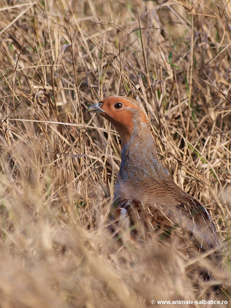 Natura Salbatica: Pasarile de pe campiile din jurul Bucurestiului