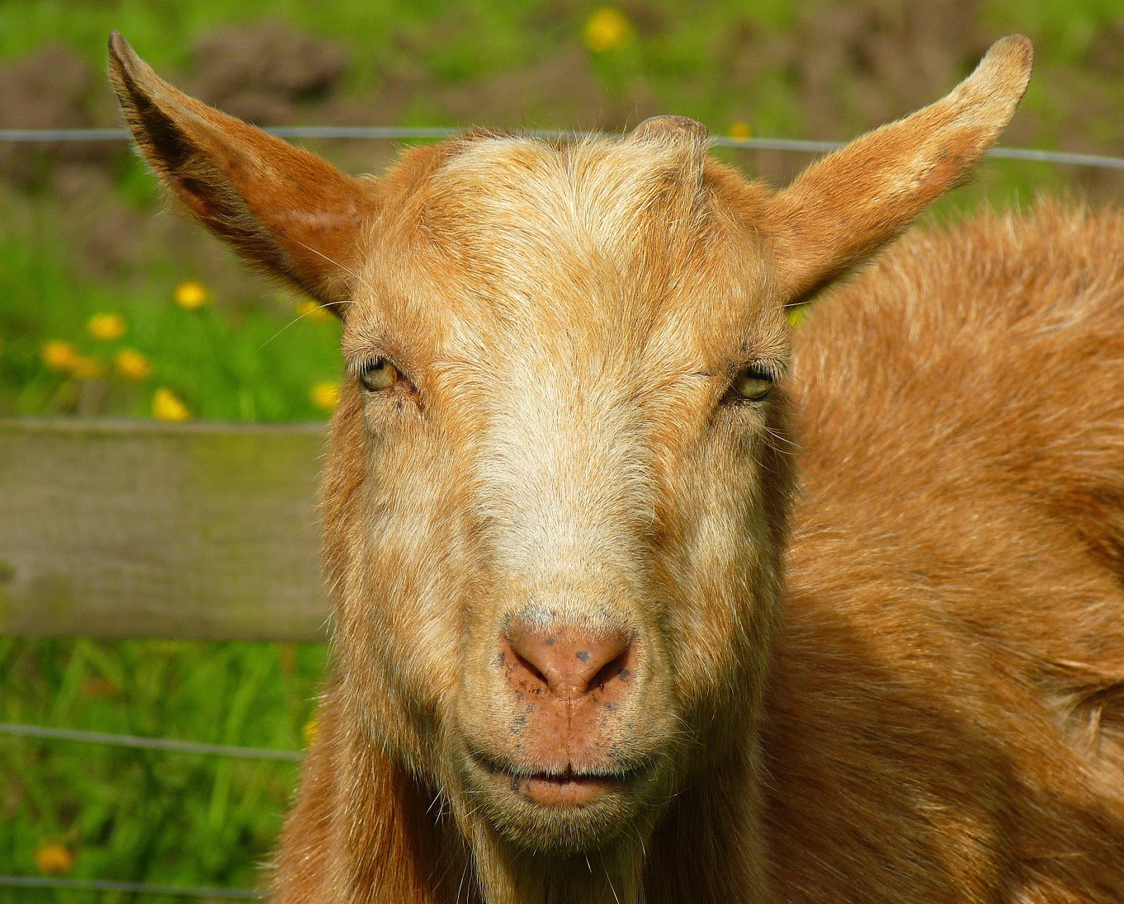 Birding For Pleasure: GOOD FENCES - Goats at Blessingbourne House