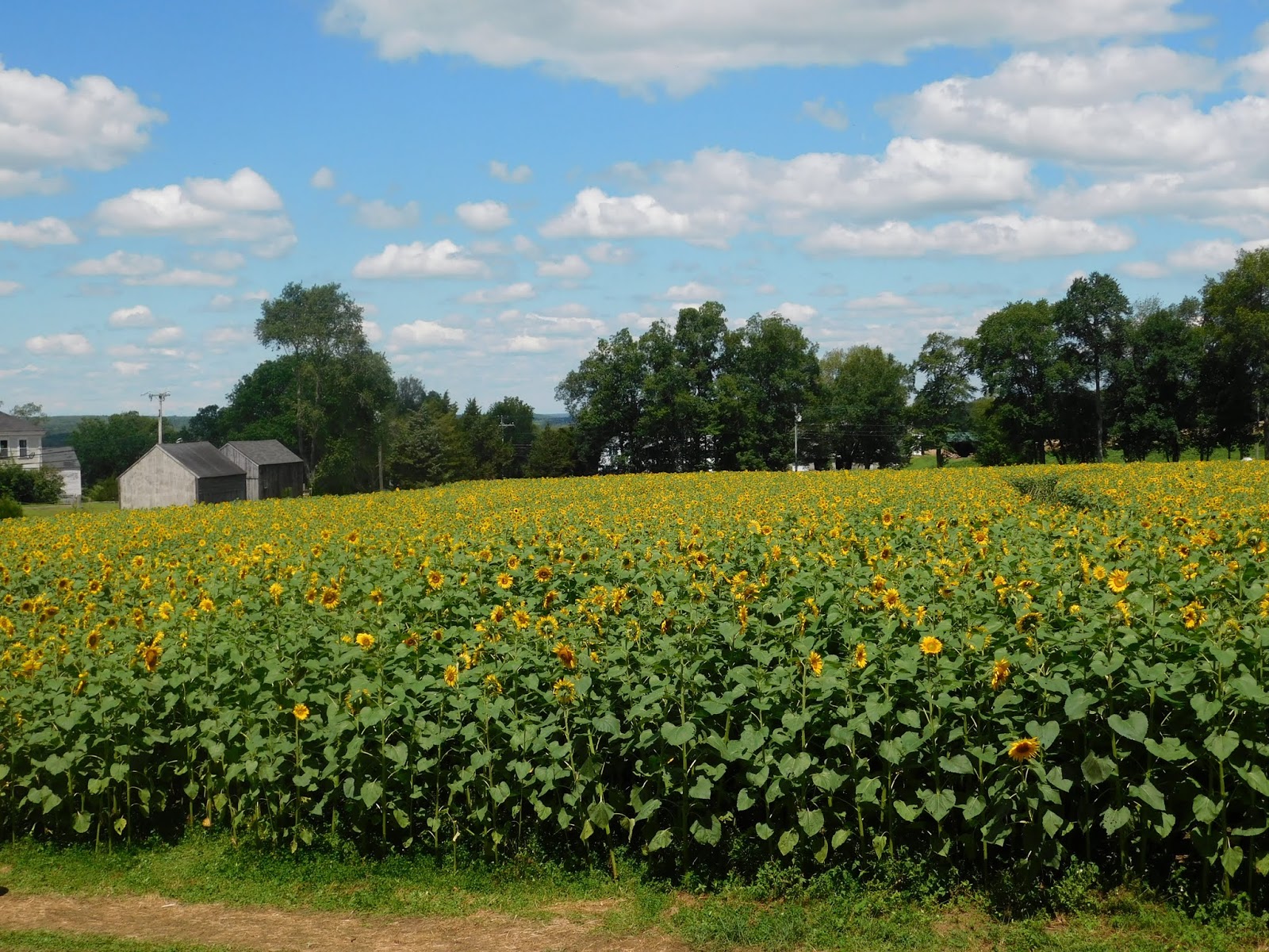 Visiting the Sunflower Farm