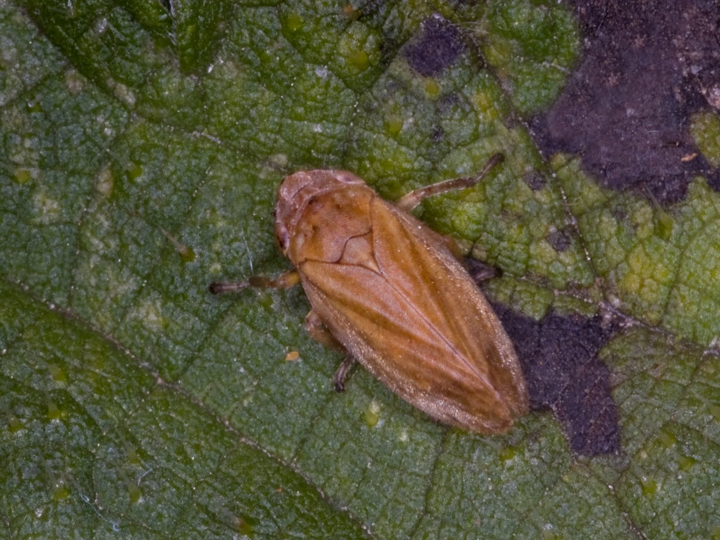 Wildlife at Alton Water Reservoir: Orange Coloured Frog Hopper