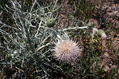 The Buckeye Botanist: A Rare Thistle in the Sand