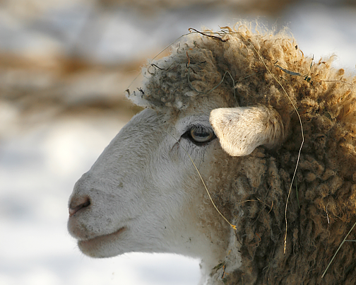 Beyond the Fields We Know: Friday Ramble - Getting through March ...