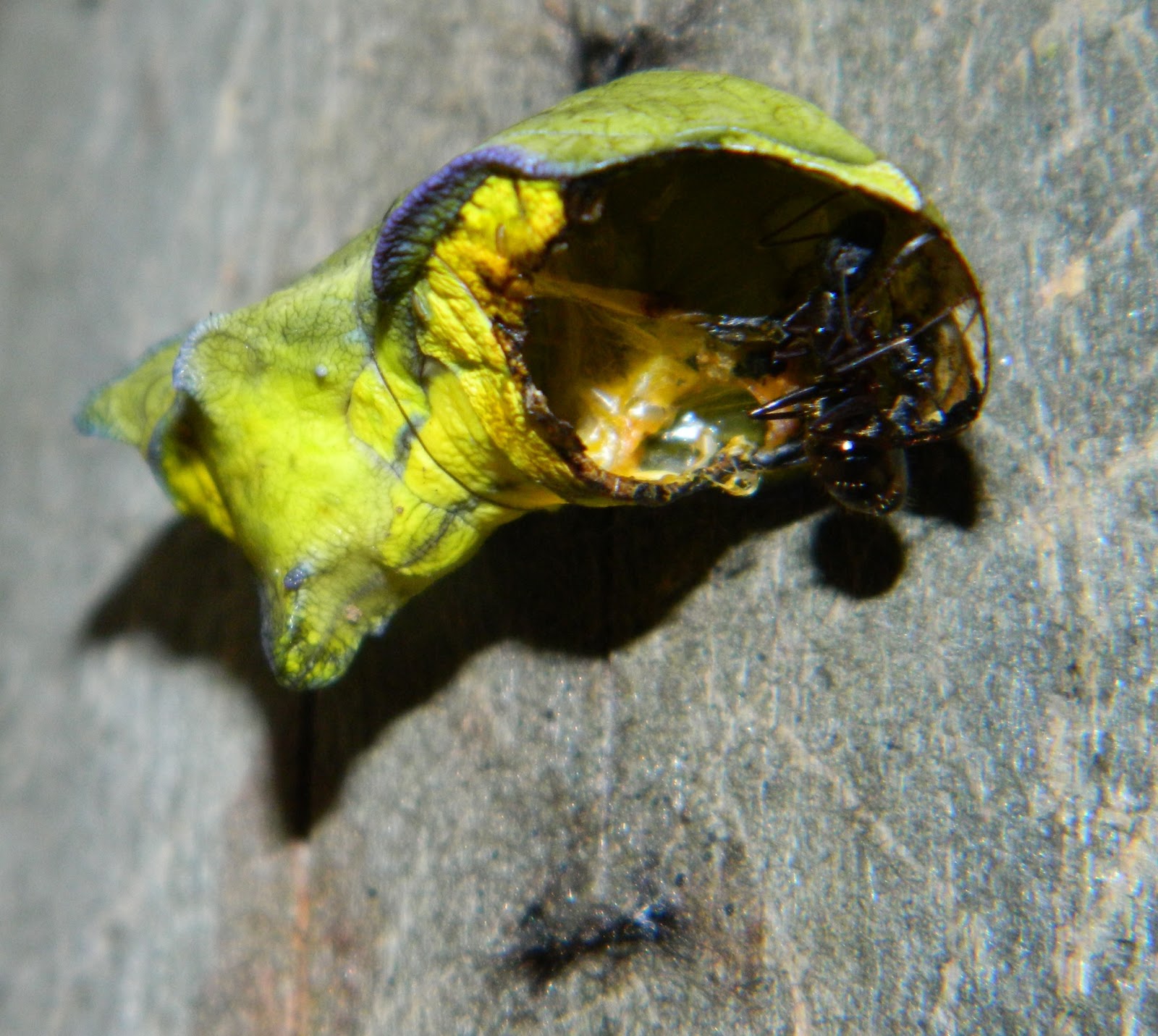 Lise's Log Cabin Life: And Then They Were Gone