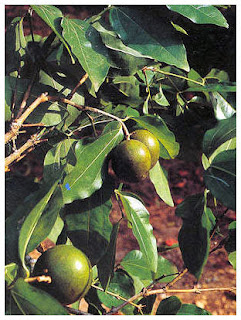 EL UMBRAL DEL MISTERIO: VENENOS LETALES