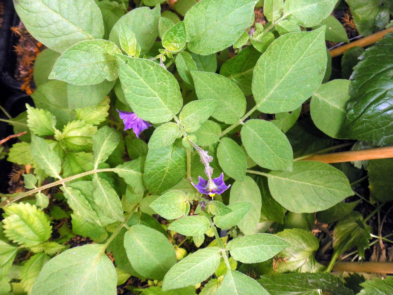 Scirpidiella's Plants: Wild Potatoes (Solanum sect. Petota)