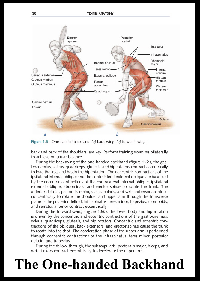 TIMELESS TENNIS: Tennis Book & Topic of the Day: Tennis Anatomy