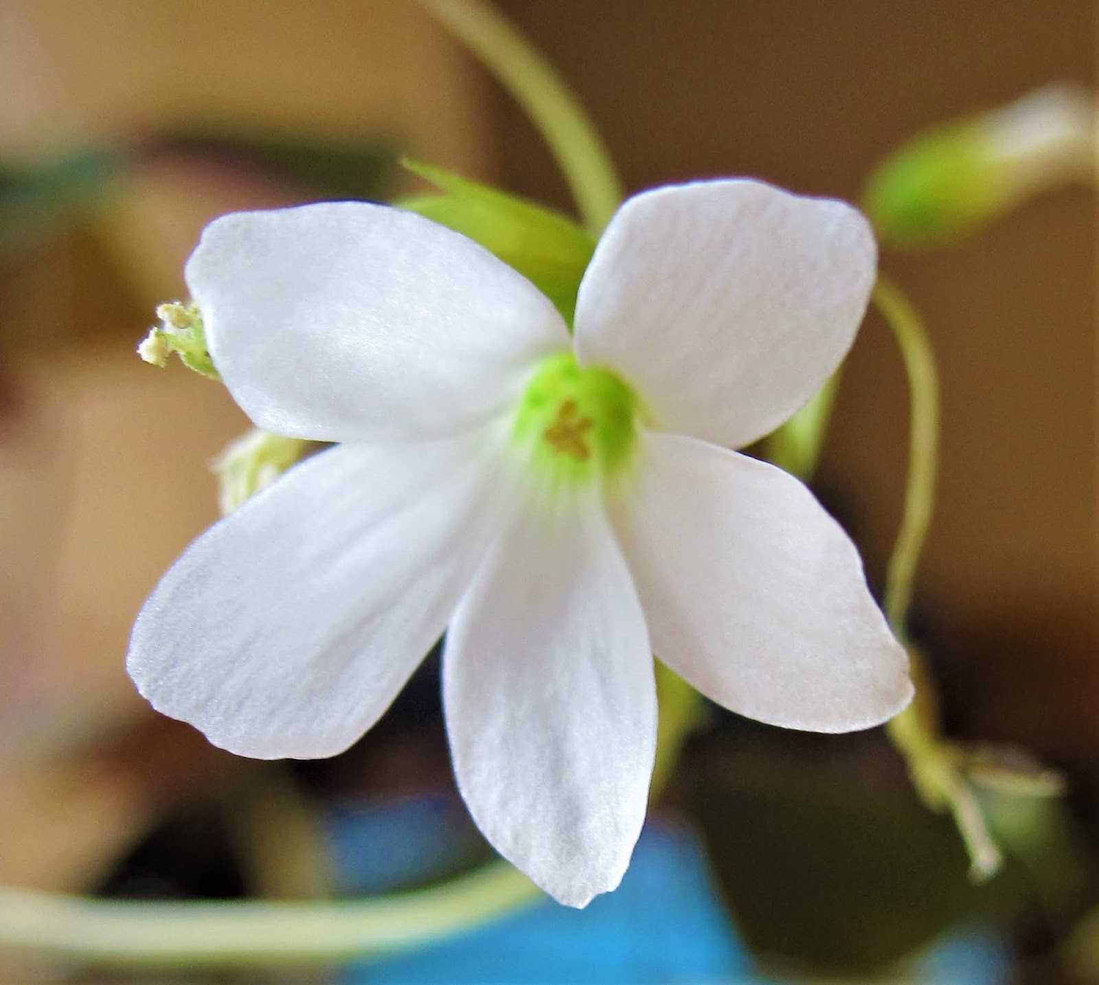 Faith_Family_Farm: The Shamrock's Turnaround