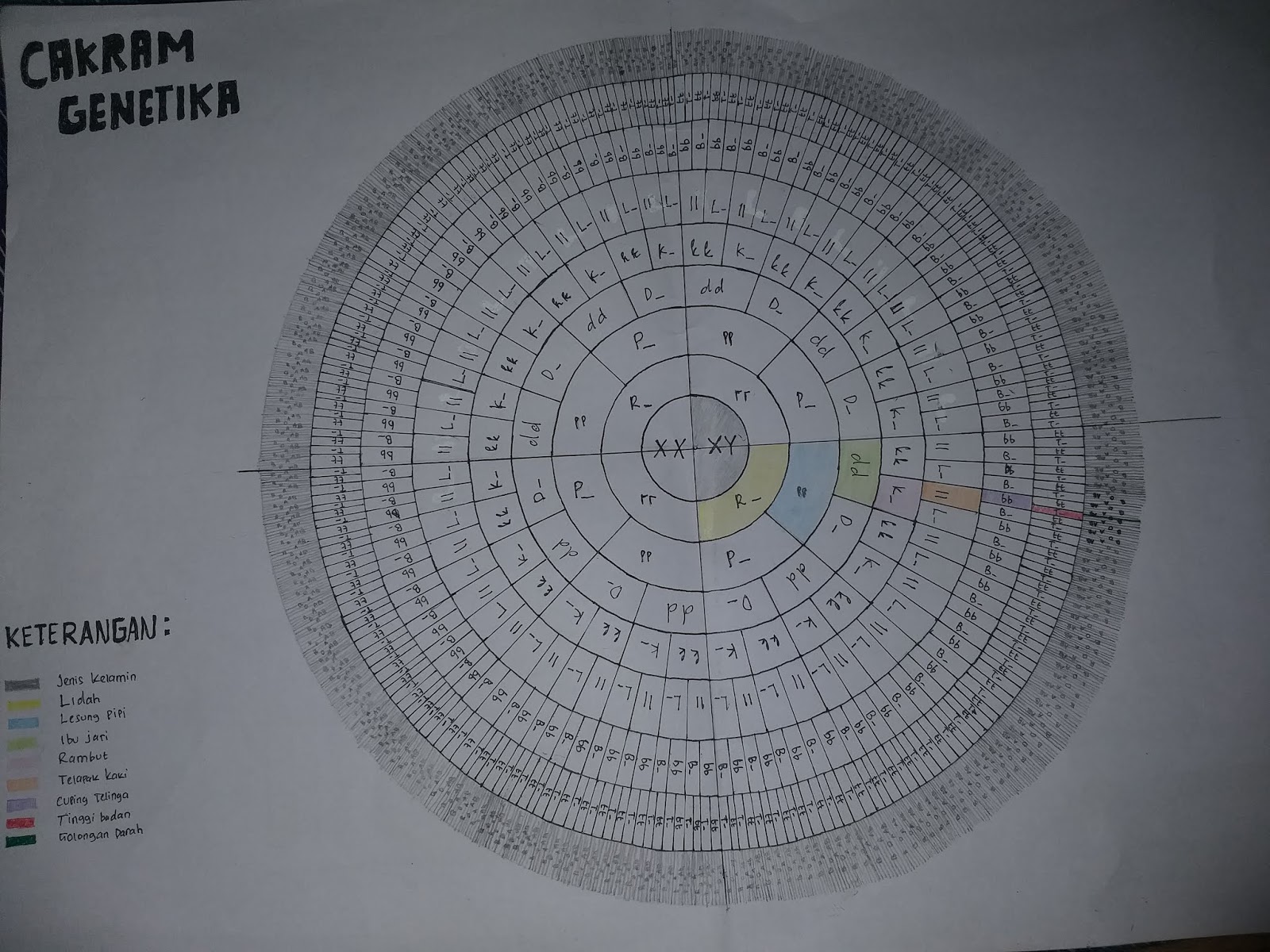 Laporan Praktikum Genetika : Keanekaragaman pada manusia ( Cakram ...