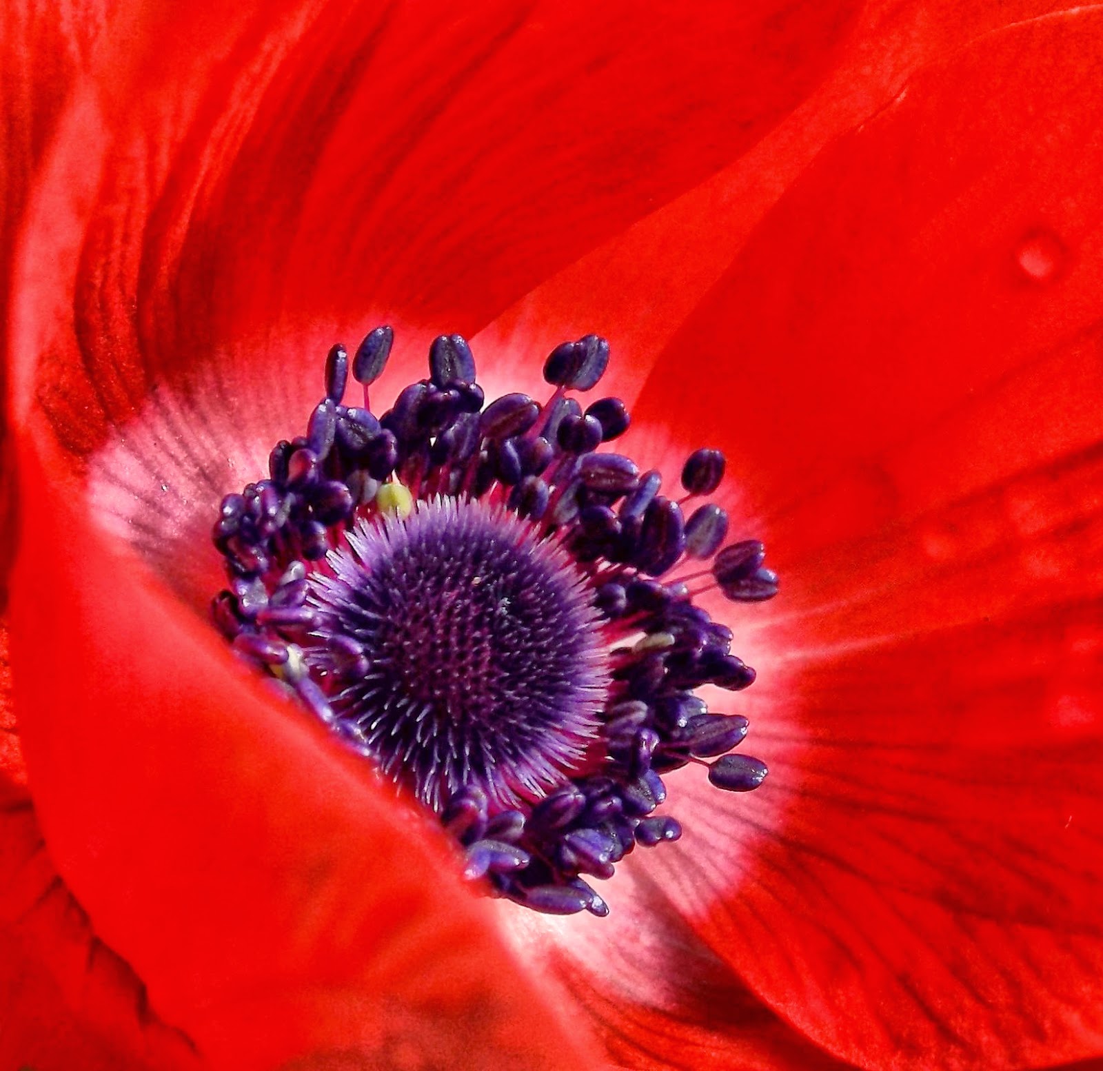 Mike Pendry Design Countryside: BOTANICAL PHOTOGRAPHY