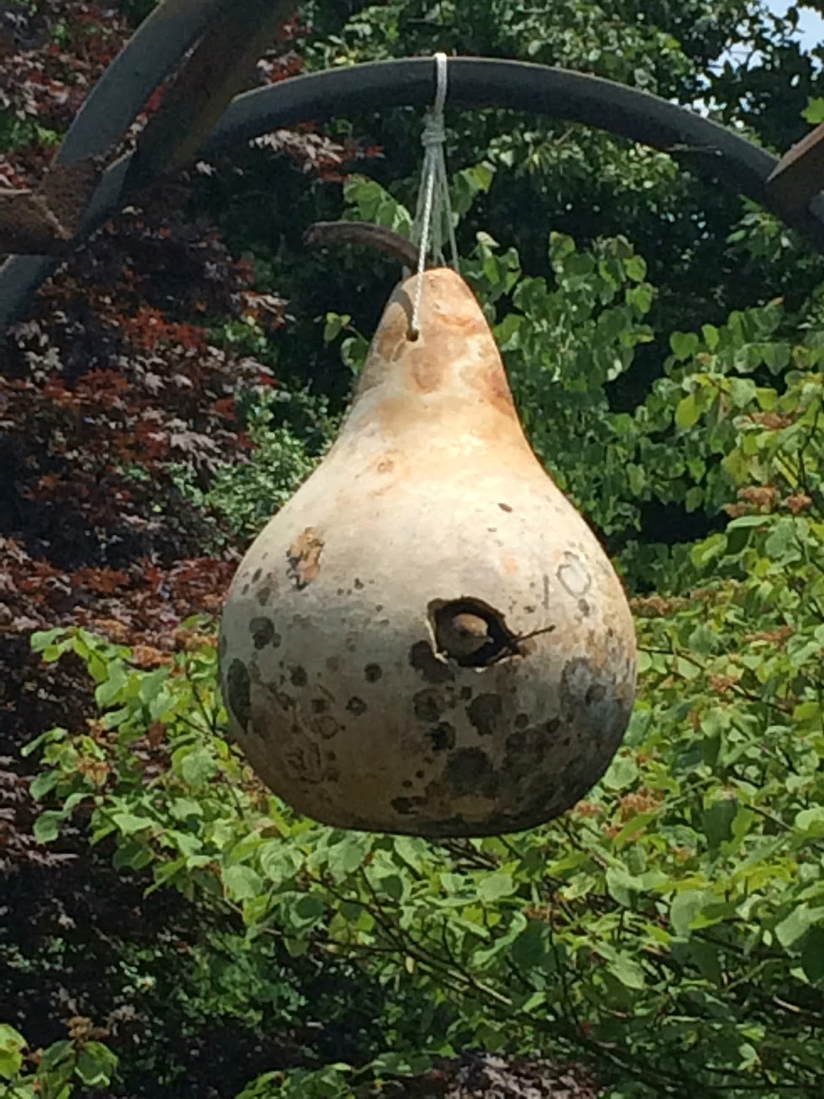 Meadow Muffin Gardens: Go Natural in Bird Housing with Gourds