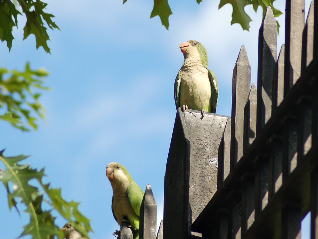 BrooklynParrots.com