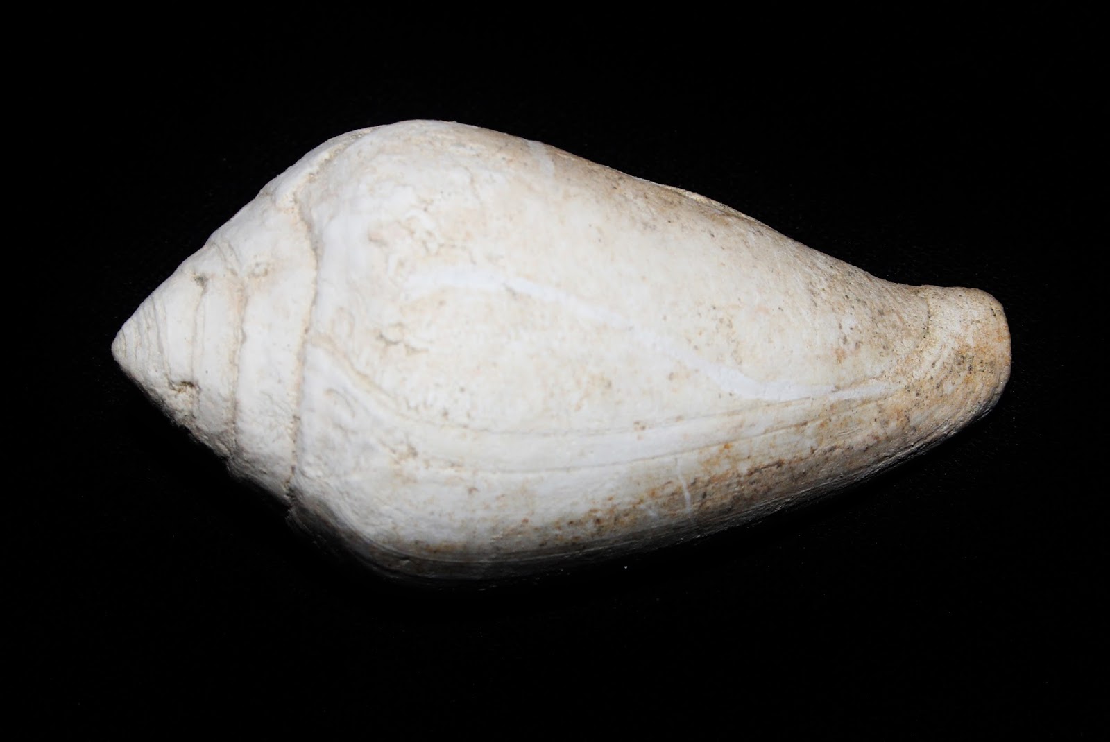 Biodiversity of Cyprus by NGO Protection of the Natural Heritage and ...