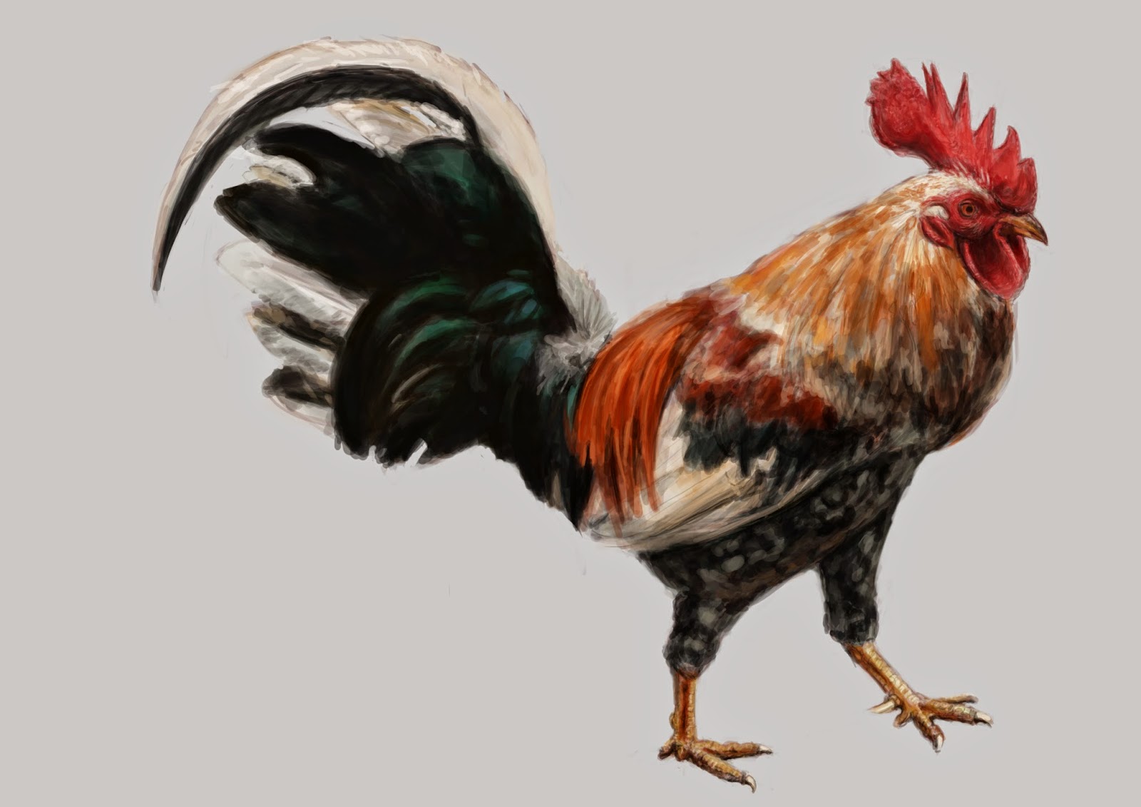 filipilu: Rooster Study