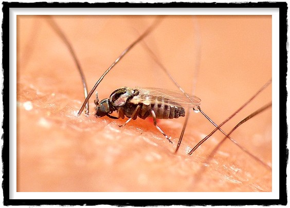 ! PALABRAS INTERESANTES, HERMOSAS, RARAS Y DIVERTIDAS: JEJÉN ...