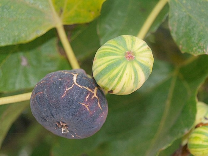 Bordissot Negra Rimada / BNR Fig - Var Tin