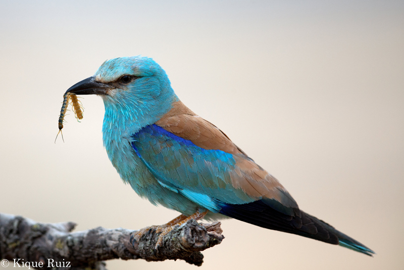 La carraca, ave del año 2012 - Blog de fotografía y naturaleza
